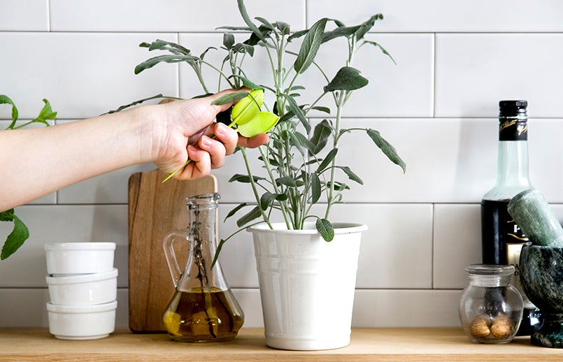 Leafers – Peleg Design